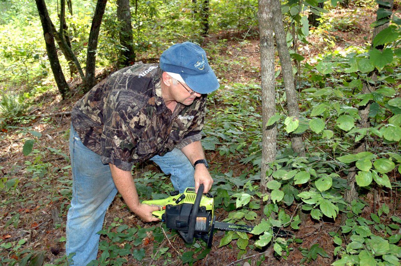 Timber Stand Improvement Techniques to Increase Wildlife and Property ...