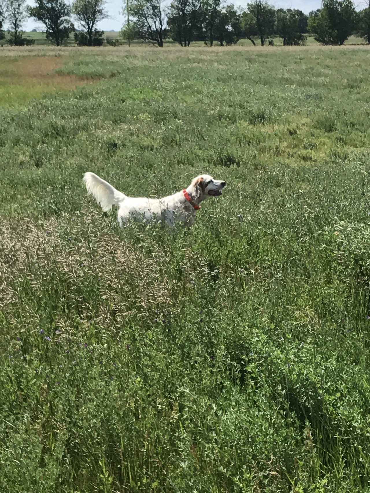 Selecting the Best Hunting Dog Collars