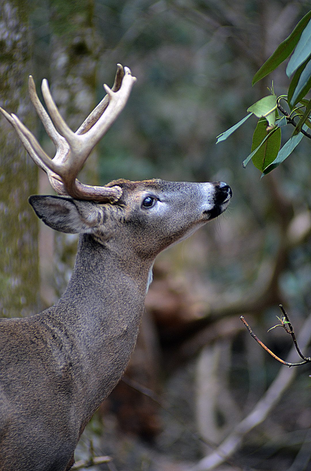 How to Rattle in a Buck in the South | Great Days Outdoors