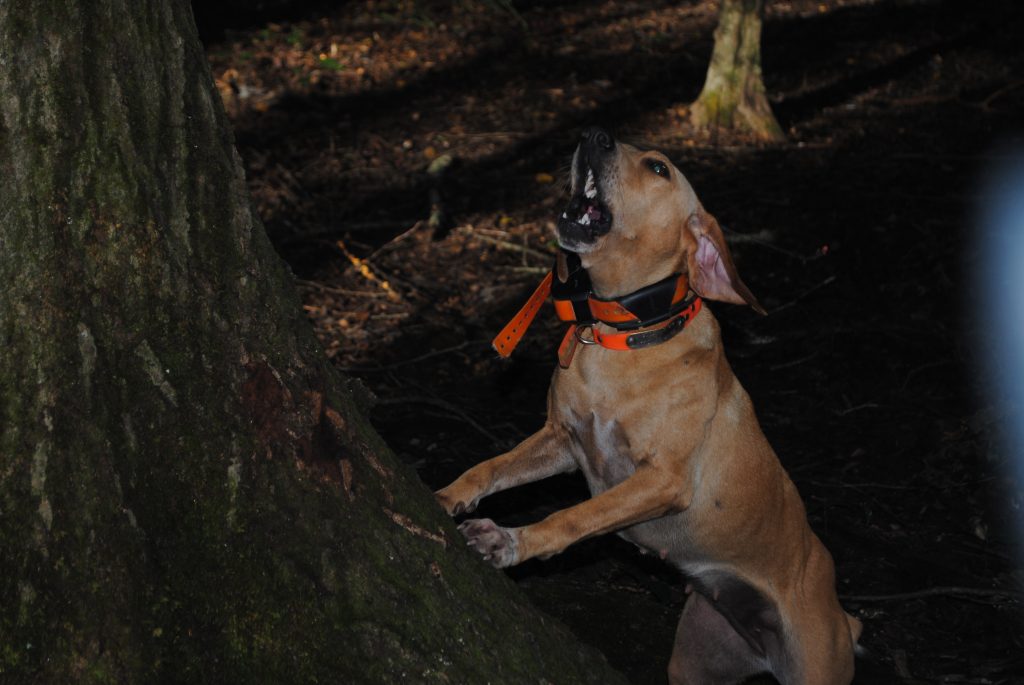 Characteristics of the Best Squirrel Dog Breeds