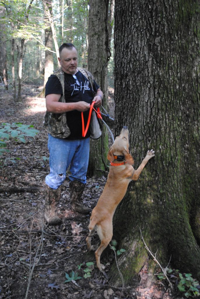 Characteristics of the Best Squirrel Dog Breeds