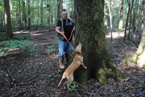 Characteristics of the Best Squirrel Dog Breeds
