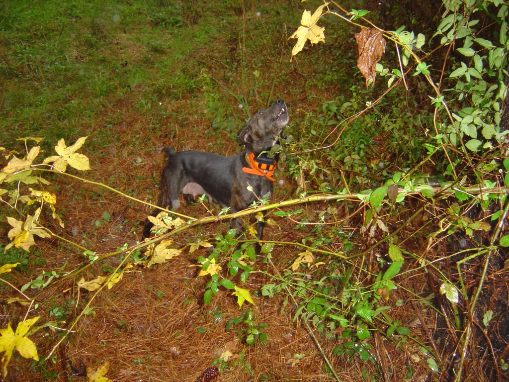 Characteristics of the Best Squirrel Dog Breeds