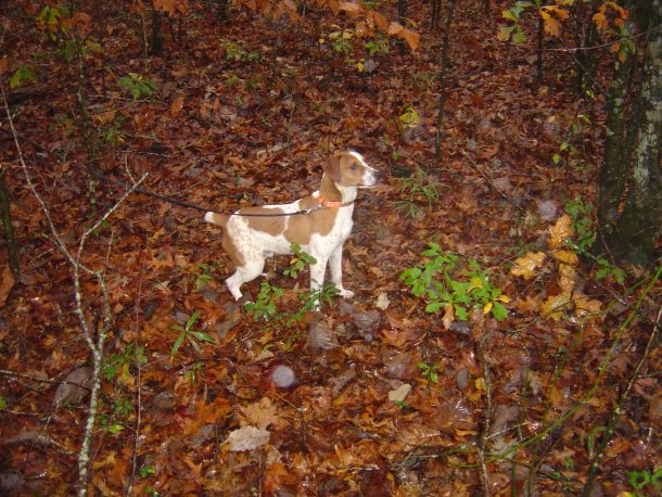 Characteristics of the Best Squirrel Dog Breeds