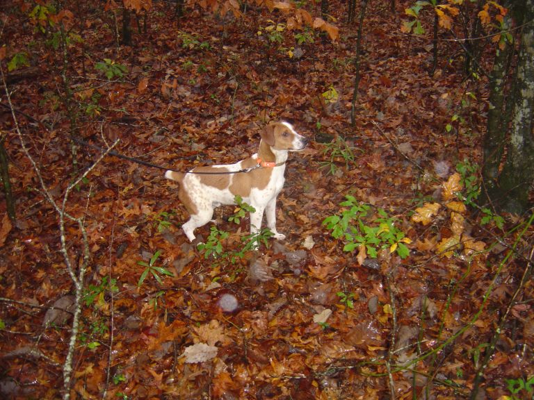 Characteristics of the Best Squirrel Dog Breeds