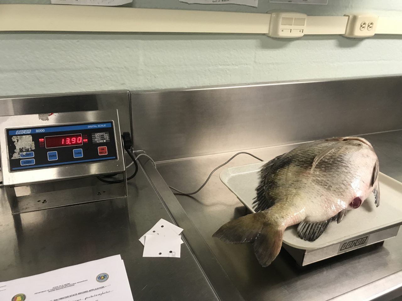 State Record Sheepshead: A Lifetime in the Making | Great Days Outdoors