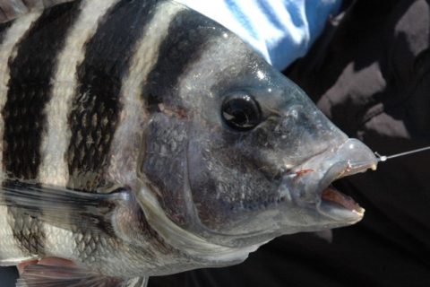 State Record Sheepshead: A Lifetime in the Making | Great Days Outdoors