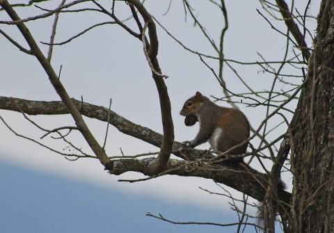 Good Squirrel Dogs: A Joy to Hunt With | Great Days Outdoors