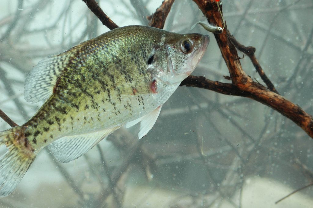 When Do Crappie Spawn and How to Catch Them