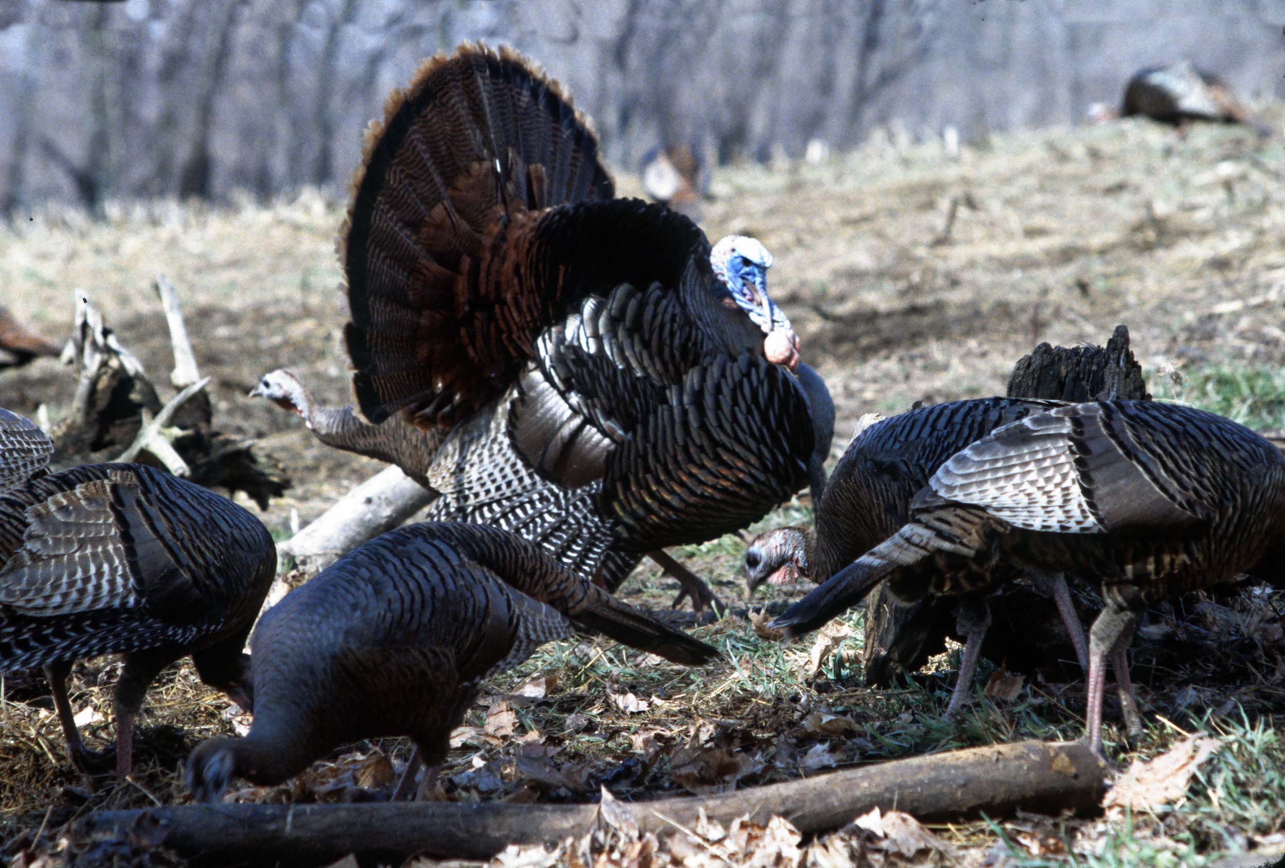 Turkey Scouting Tips From the Pros