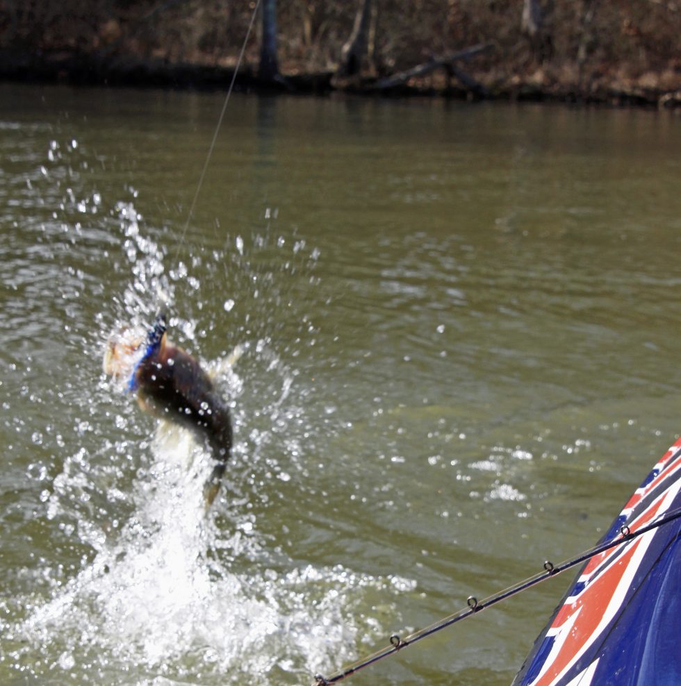 How to Fish a Chatterbait for Bass