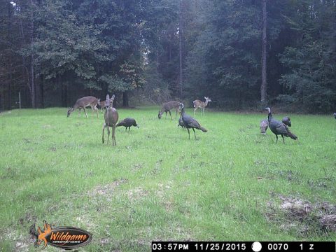 Determining the Best Spring and Summer Food Plots for Deer | Great Days ...