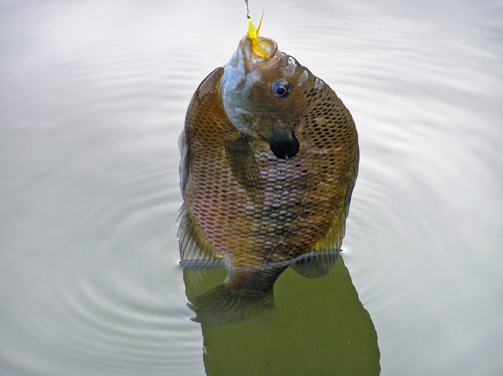 Bluegill Fishing Tips For The Spring | Great Days Outdoors