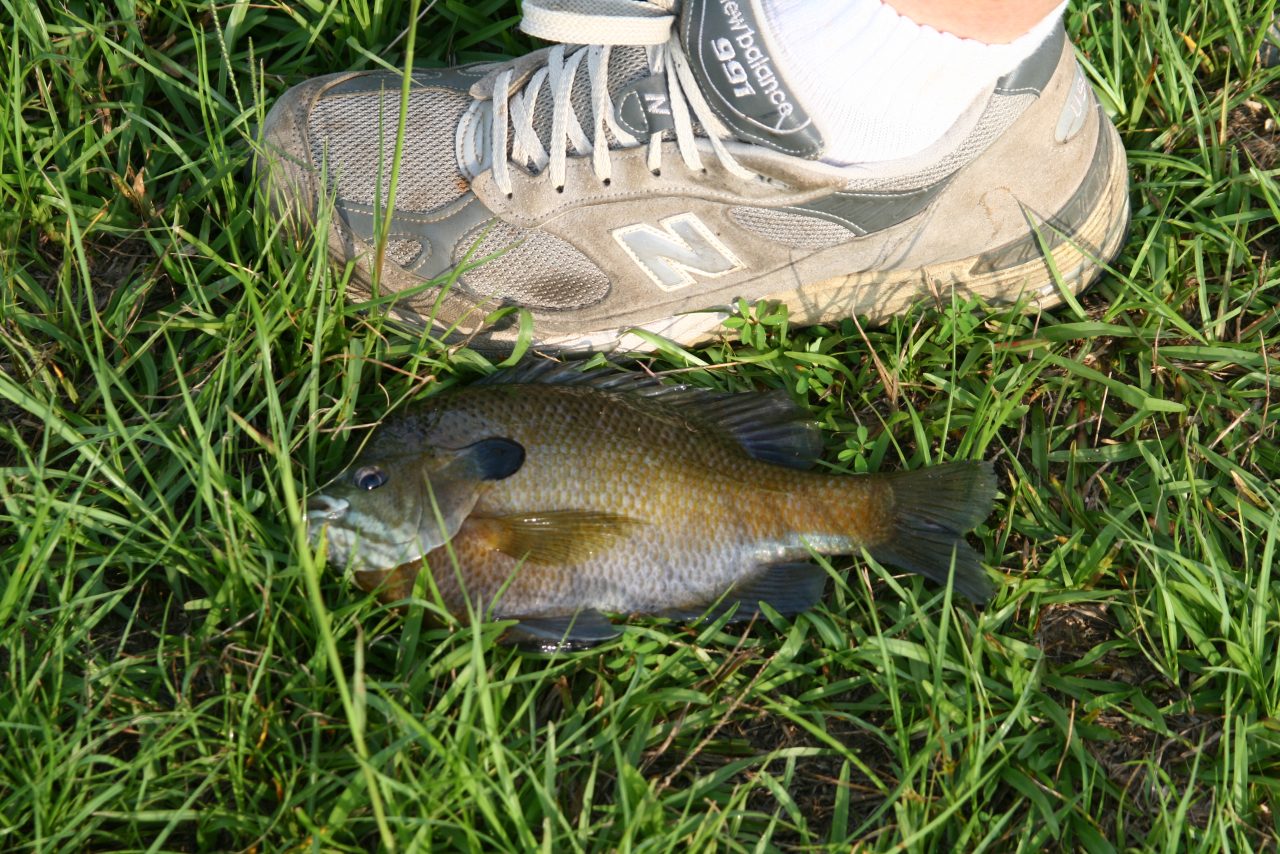 Bluegill Fishing Tips For The Spring