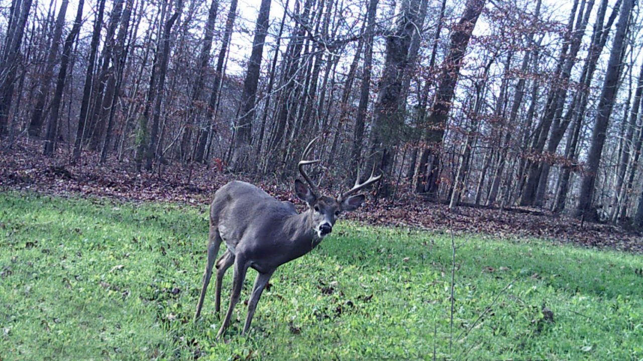 Fall Deer Food Plots for Every Budget | Great Days Outdoors