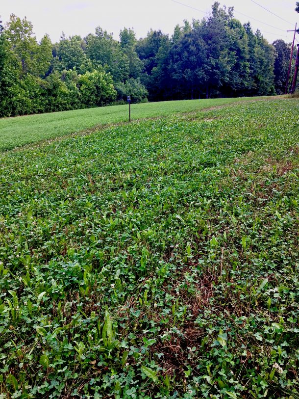 Picking the Best Food Plot for Deer in Fall and Winter | Great Days ...