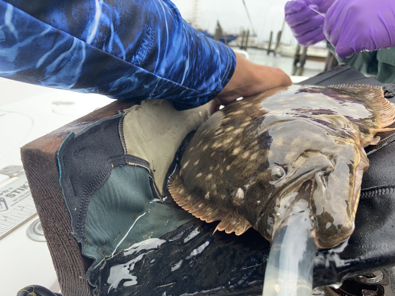 Selecting the Best Bait for Flounder Fishing