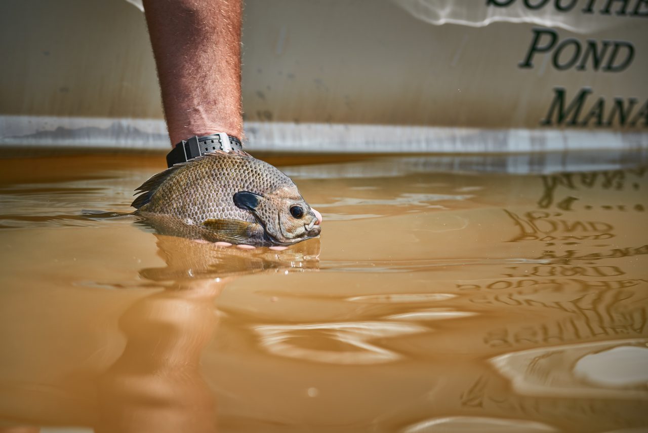 Selecting the Best Forage Fish for Ponds | Great Days Outdoors