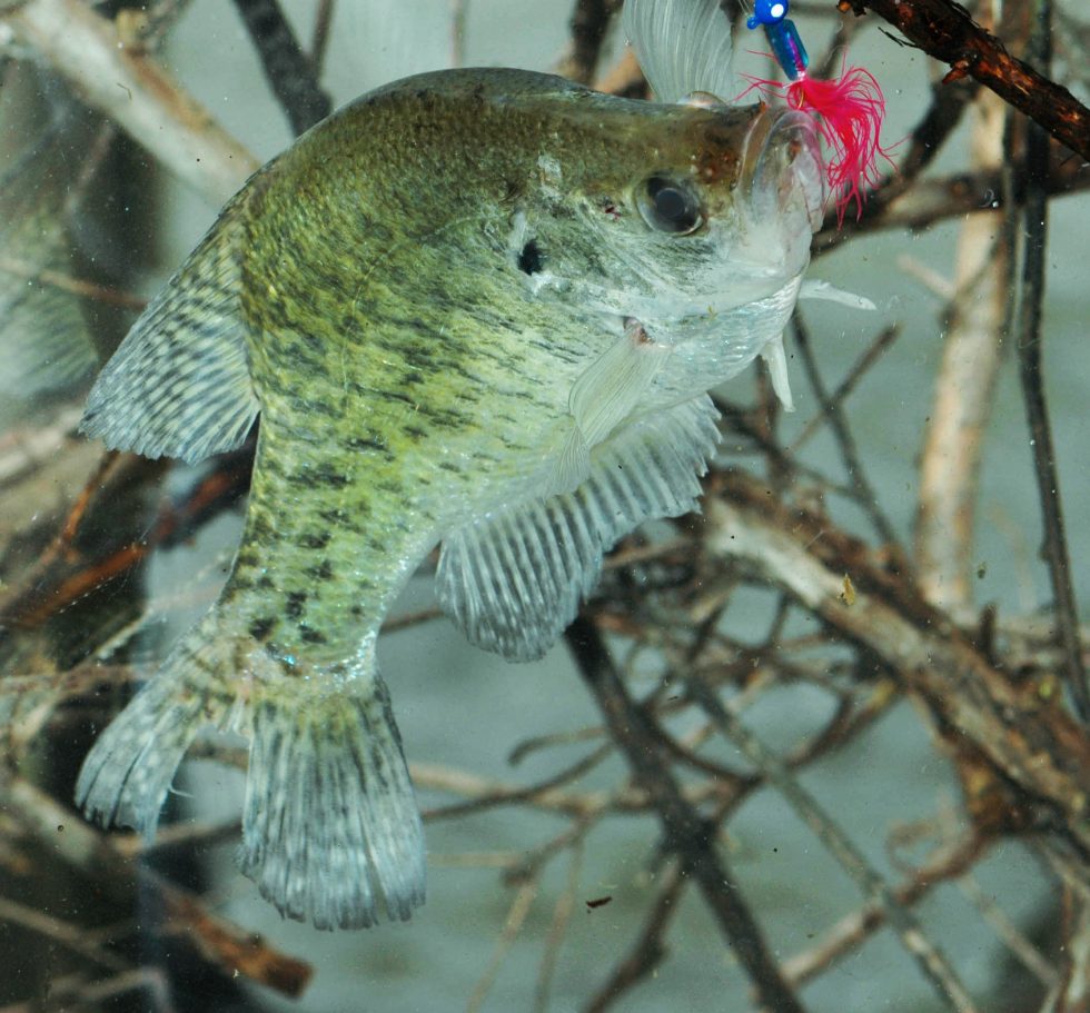 How To Find Crappie Before The Spawn - 15 Locations