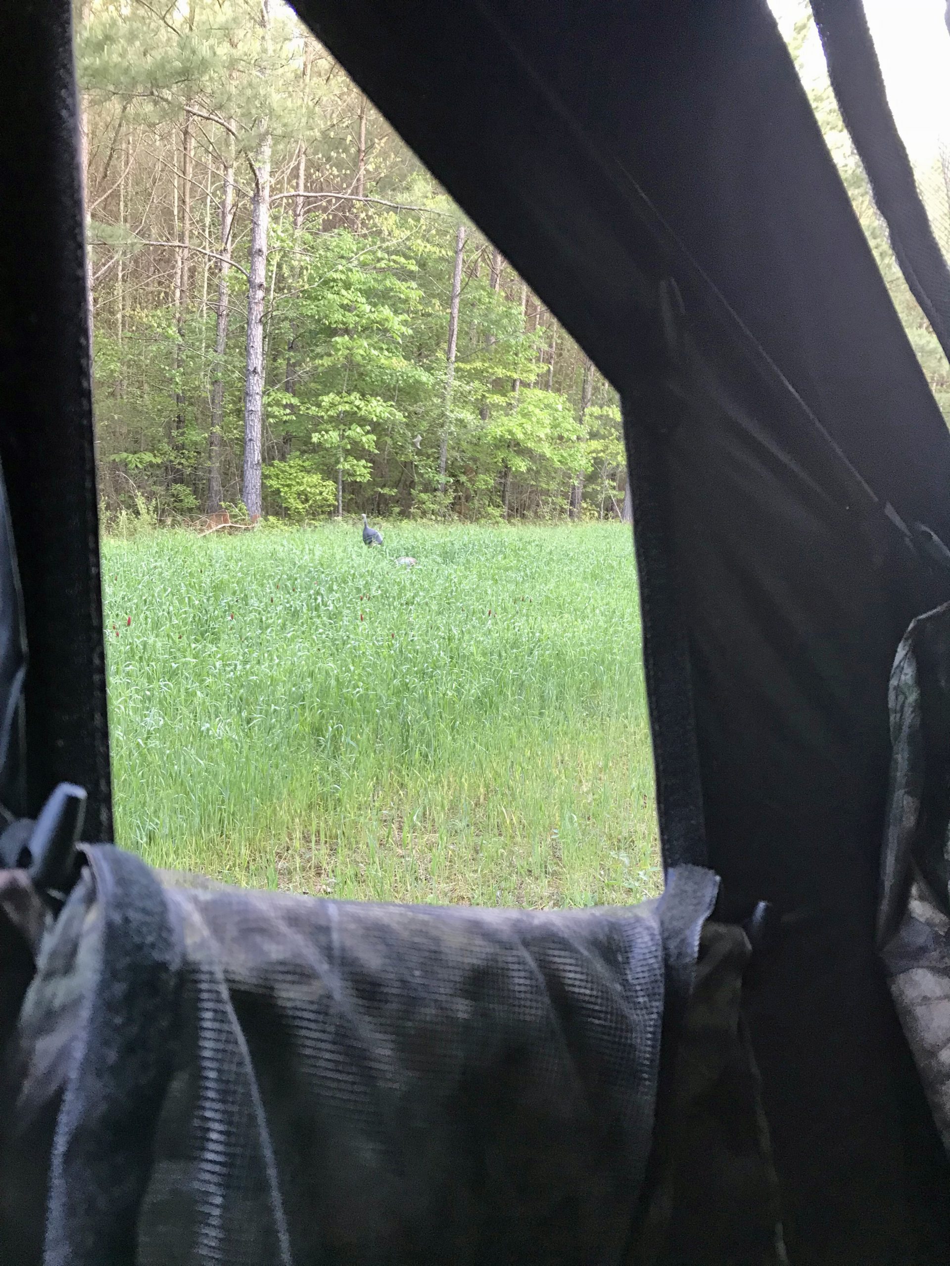 Turkey Blind Tips And Techniques