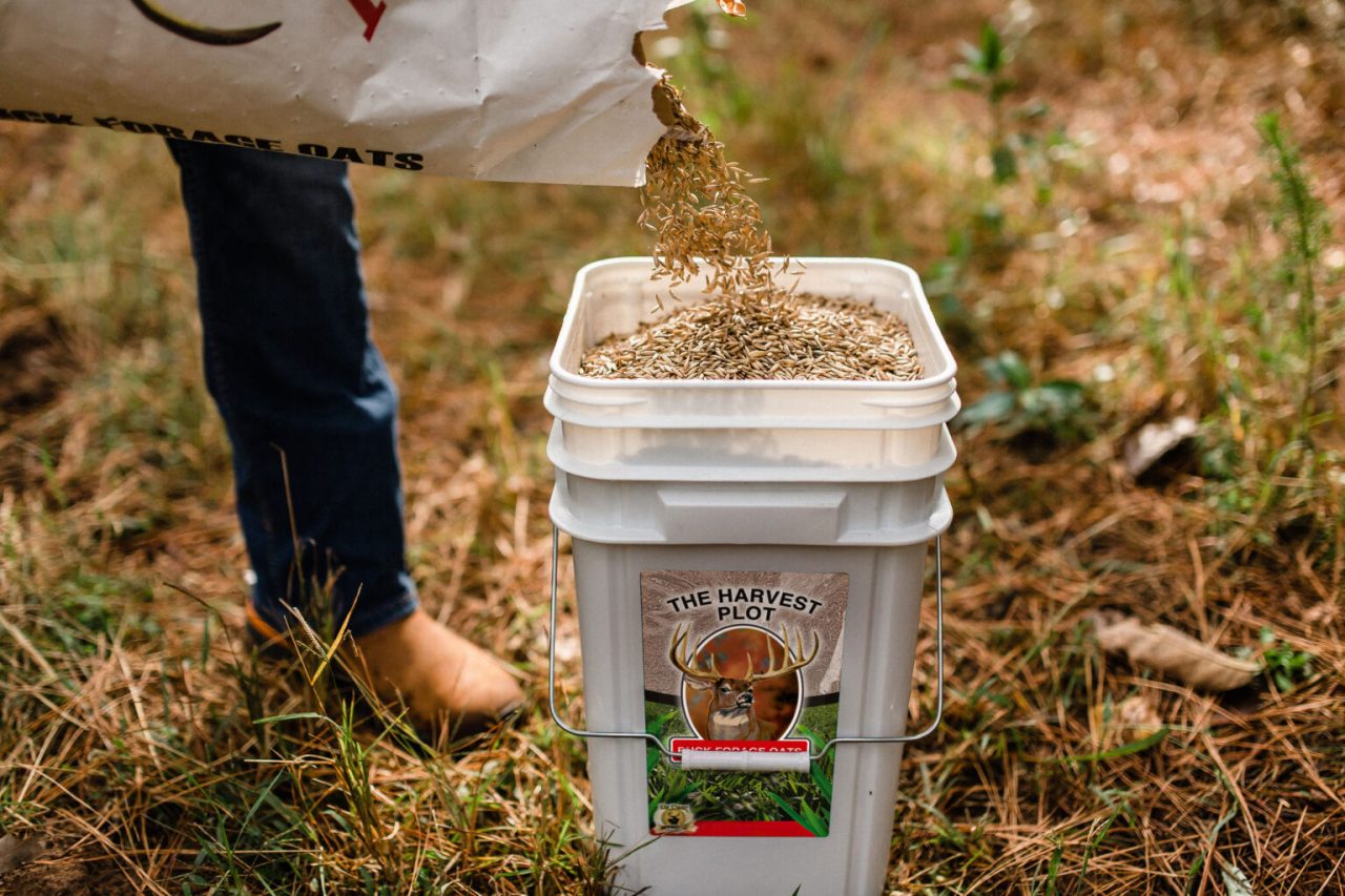 Fall Food Plot Seed Choices Backed By Research