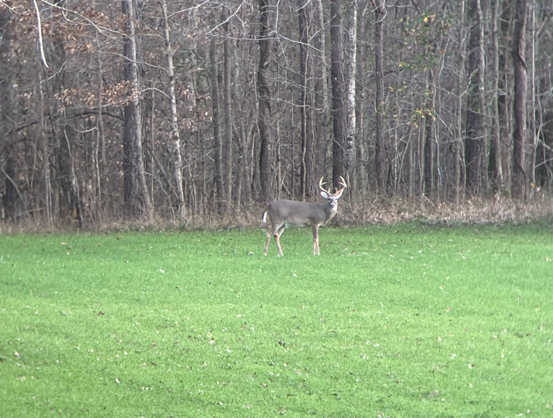 Fall Food Plot Seed Choices Backed By Research