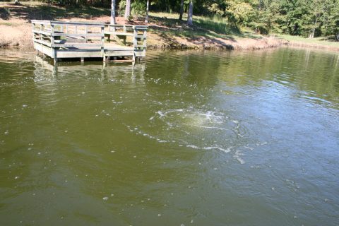 Choosing the Best Pond Aeration System | Great Days Outdoors