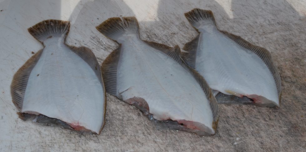 Selecting the Best Flounder Rig for Natural and Artificial Presentations