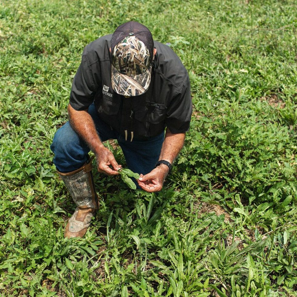 Deer Food Plot Seed - 2023 Buyers Guide | Great Days Outdoors