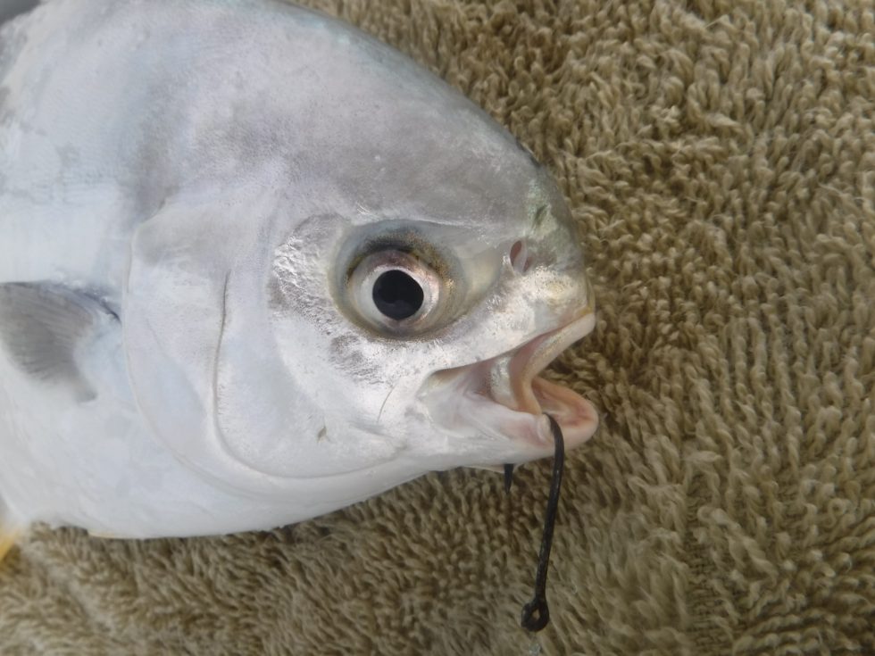 Can Fish Smell Bait? | Great Days Outdoors