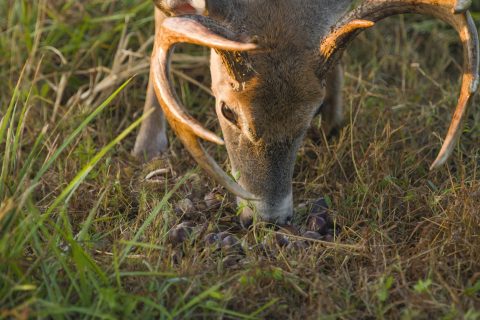 How To Grow Chestnut Trees For Deer | Great Days Outdoors