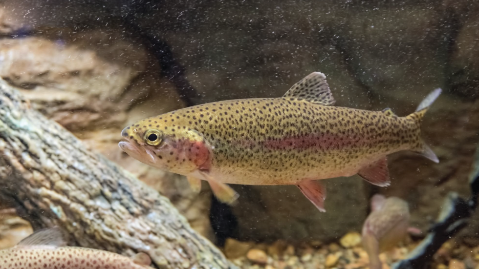 Rainbow Trout Pond Requirements