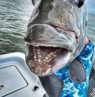 Sheepshead