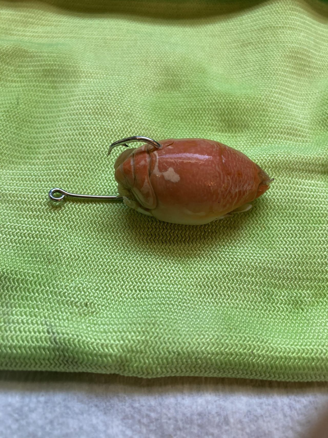 How To Hook A Sand Flea