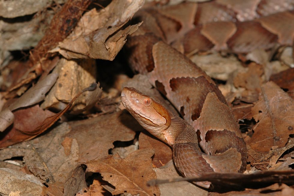 Snake Gun Buying Guide 2025: Best Firearms, Loads & Safe Use