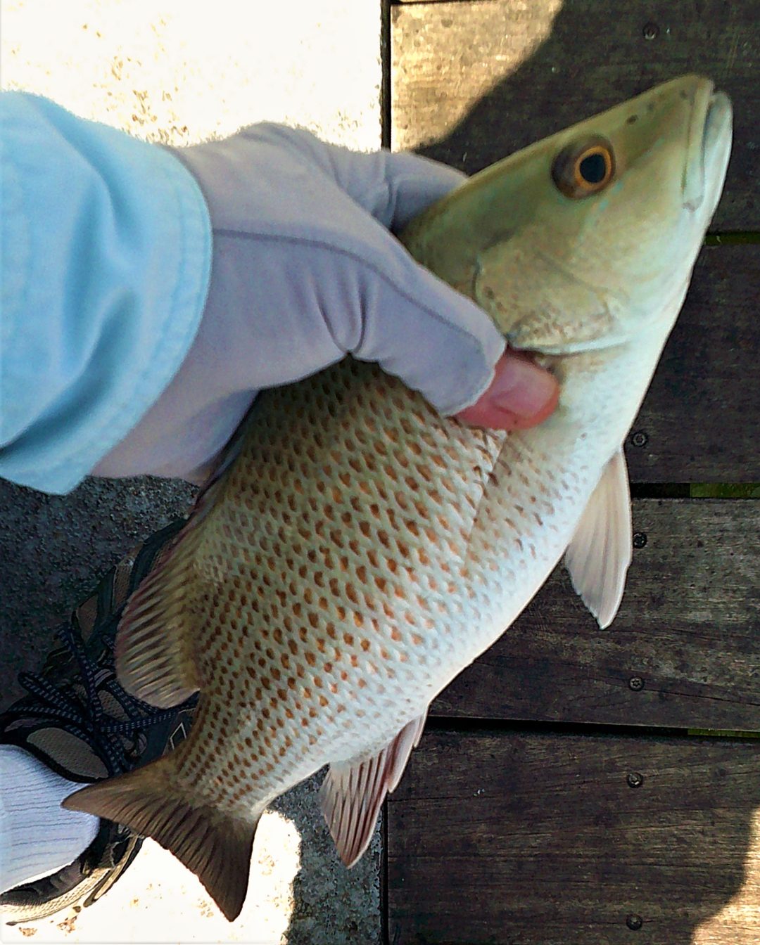 Mangrove Snapper Fishing - The Ultimate Guide