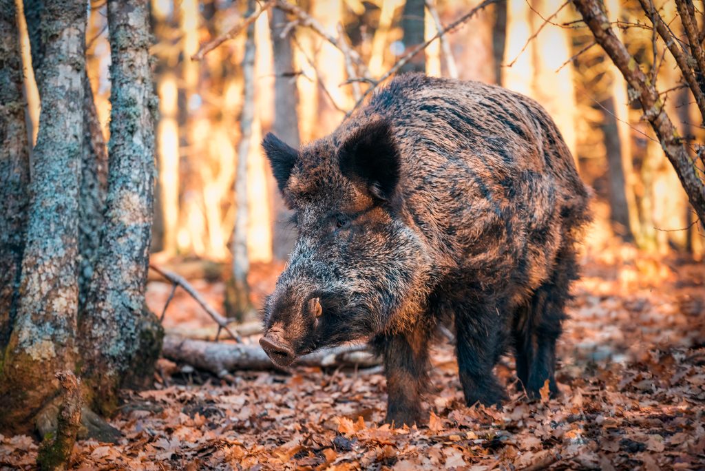 Boar Spear Hunting - The Ultimate Guide | Great Days Outdoors