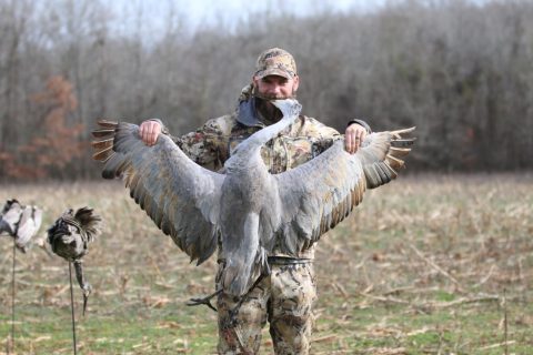 Sandhill Crane Hunting - The Ultimate Guide | Great Days Outdoors