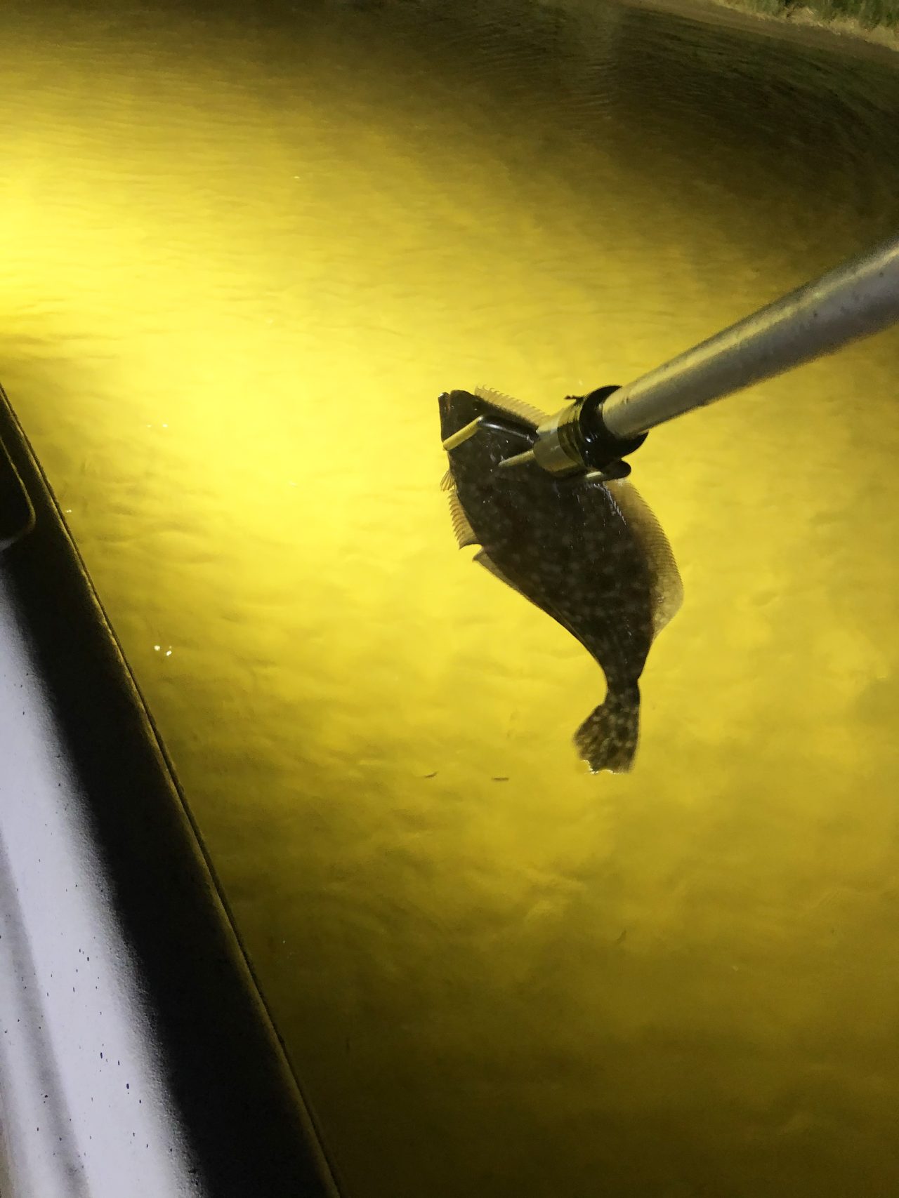 Flounder Gigging - The Ultimate Guide