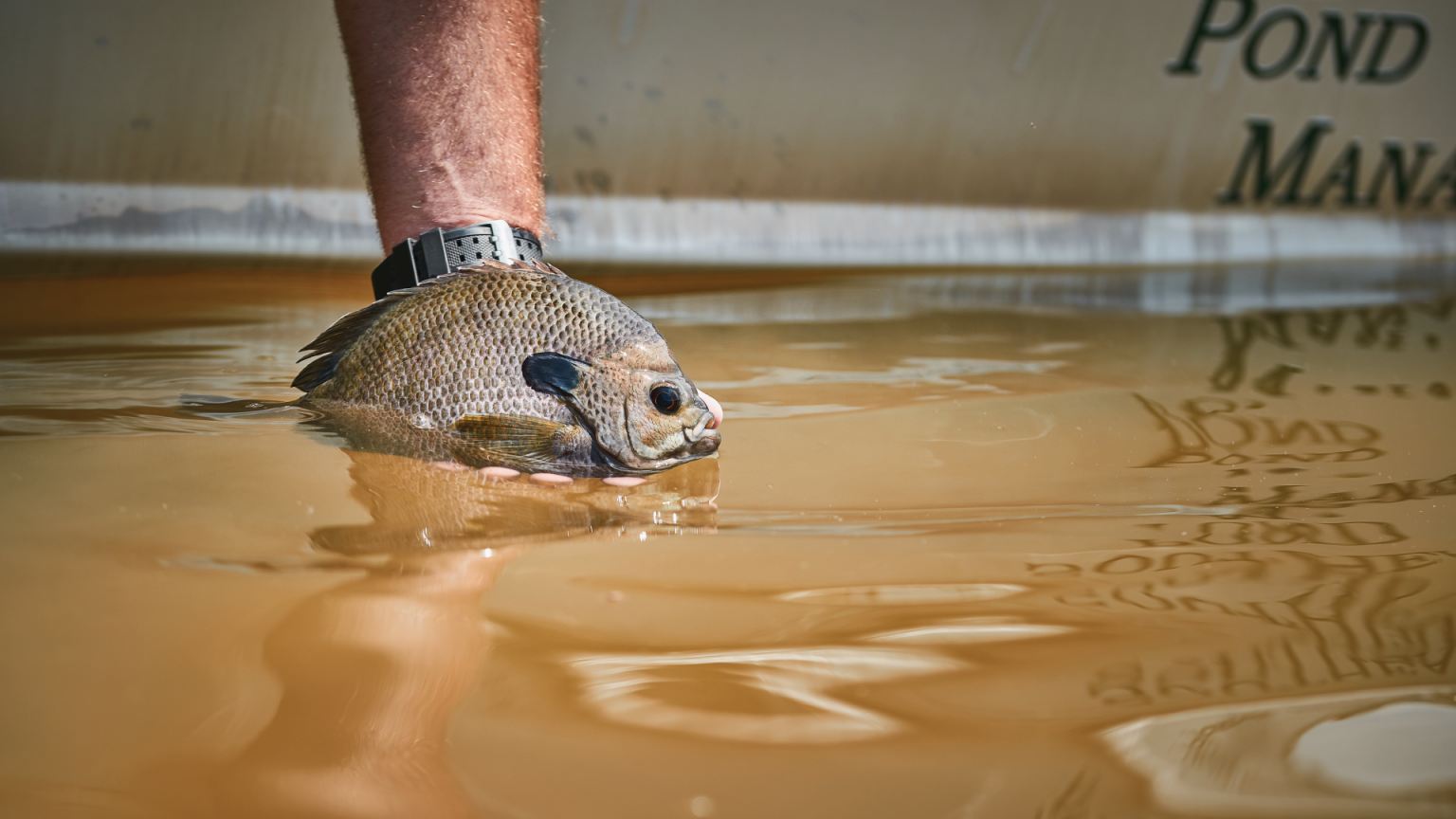 Coppernose Bluegill - The Complete Guide