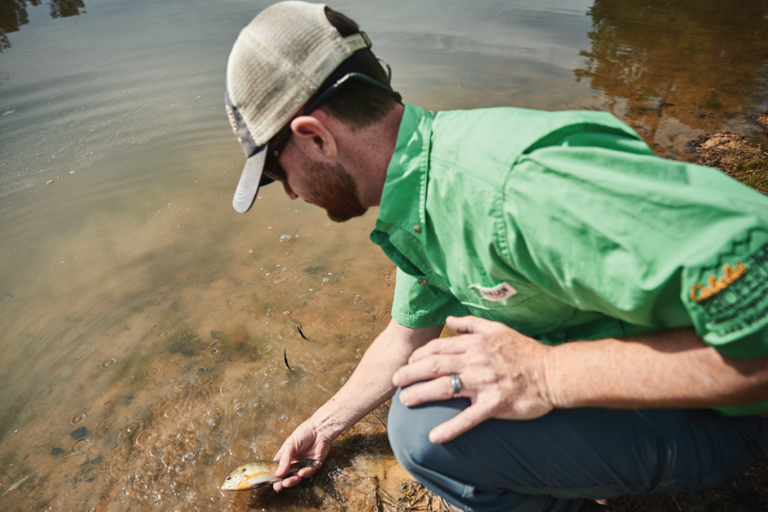 Coppernose Bluegill - The Complete Guide