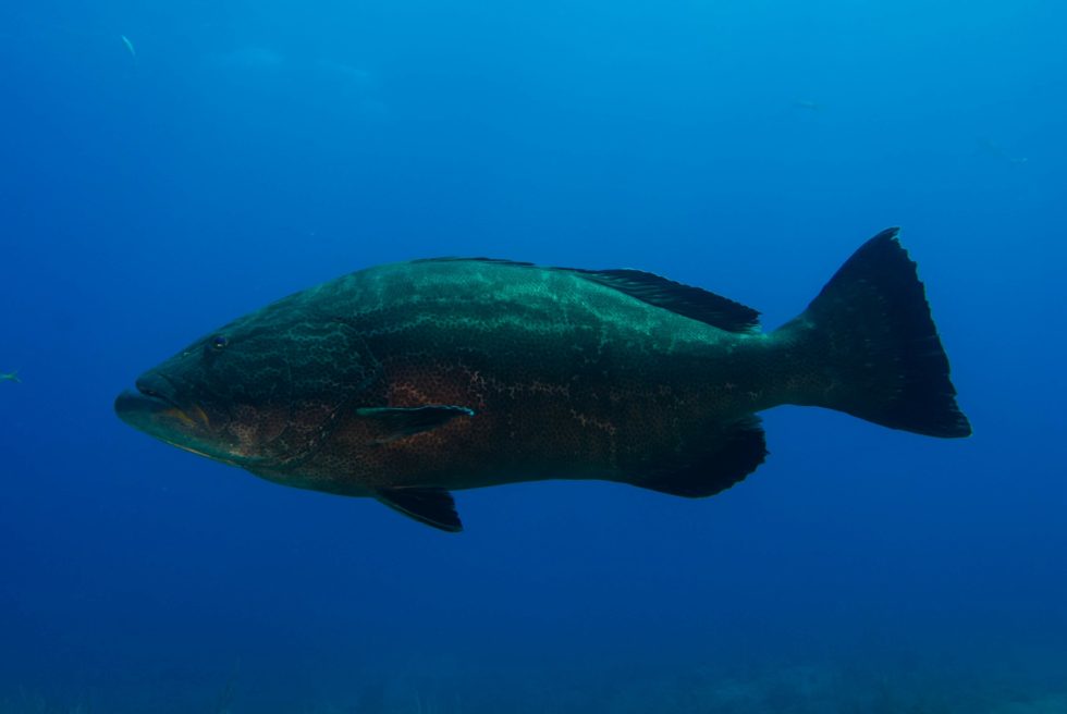 Gag Grouper - The Complete Guide