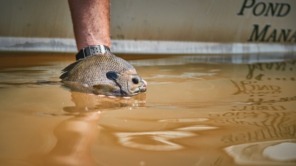 Pond Fertilizer - The Comprehensive Guide | Great Days Outdoors