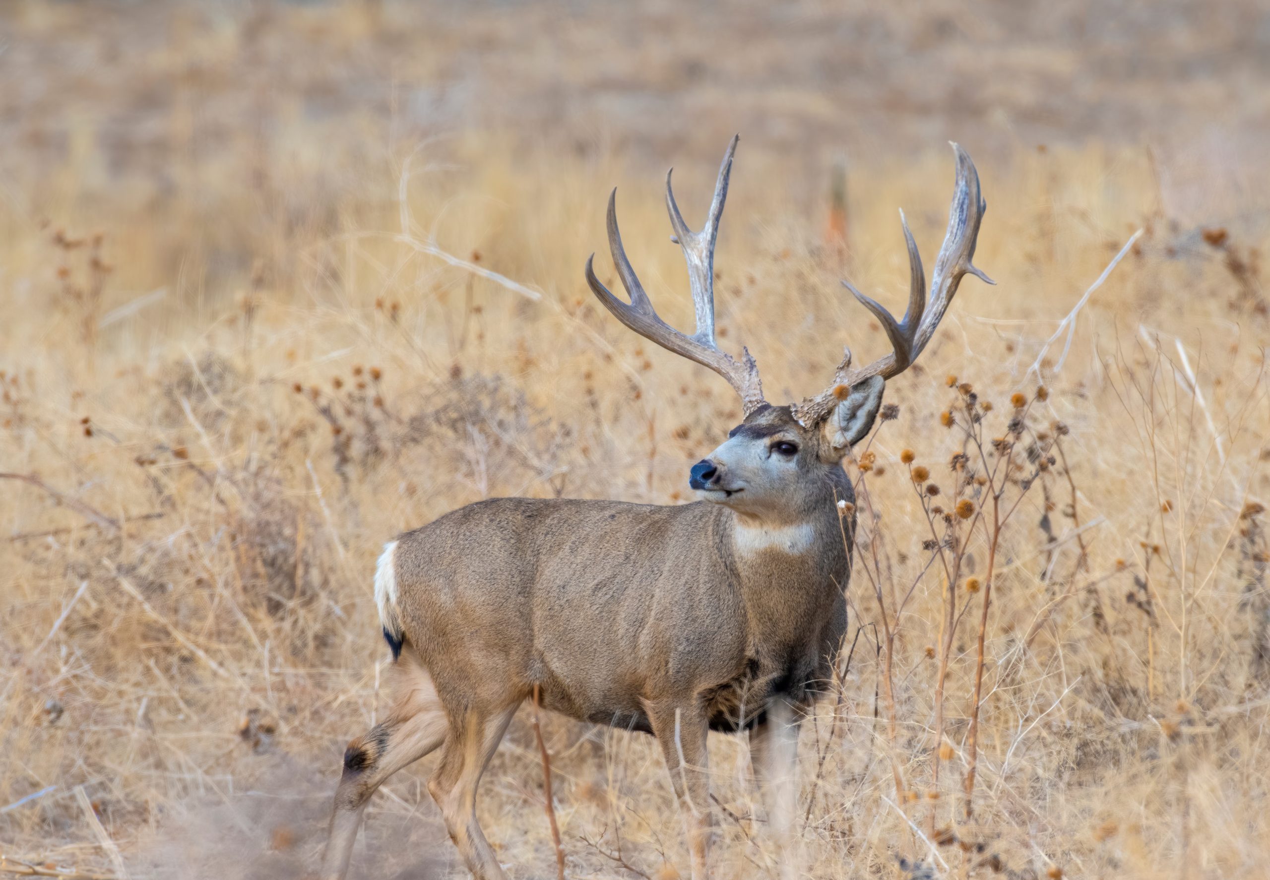 New Mexico Mule Deer Hunts - A Traveler's Guide