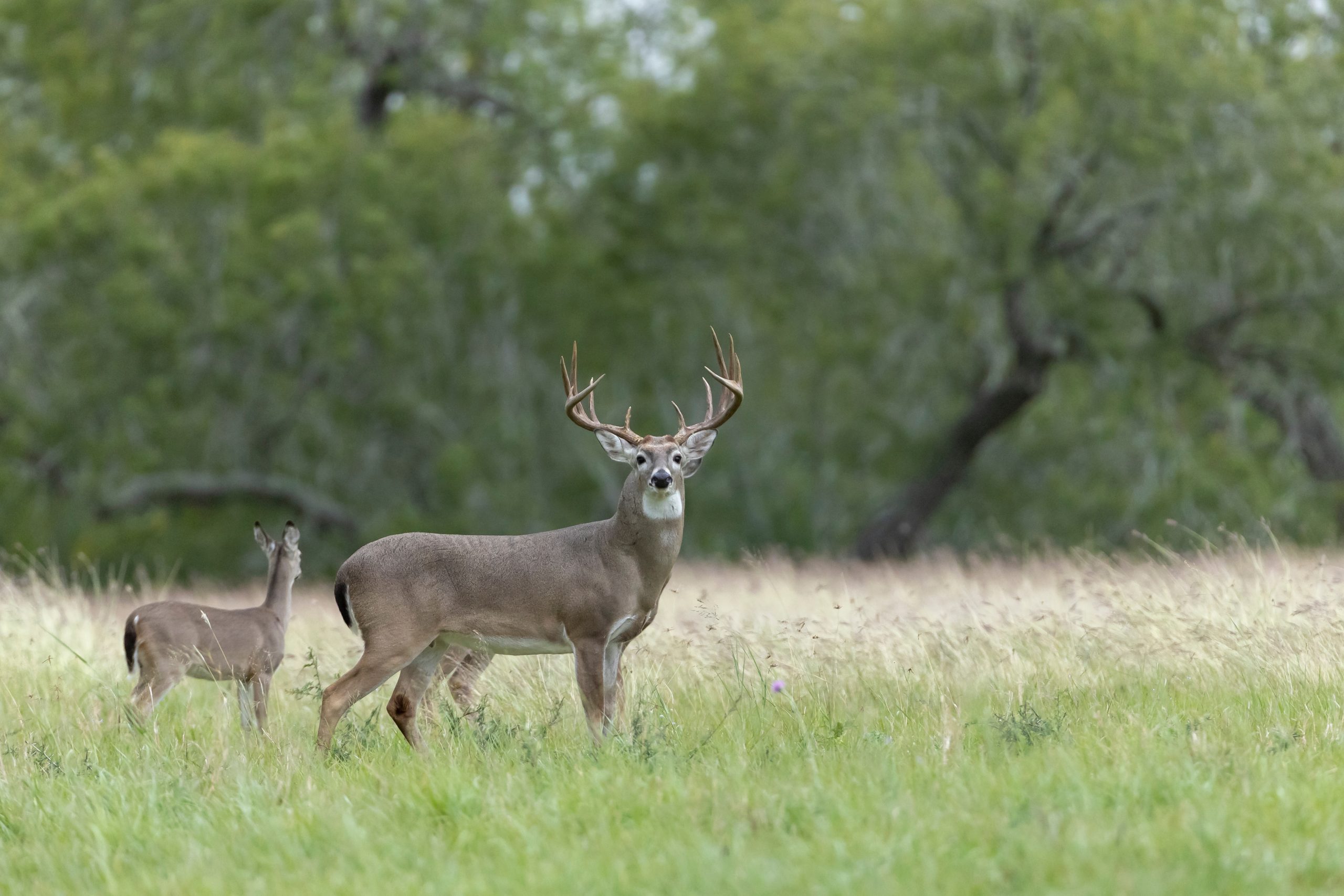 How To Make Your Own Deer Jerky