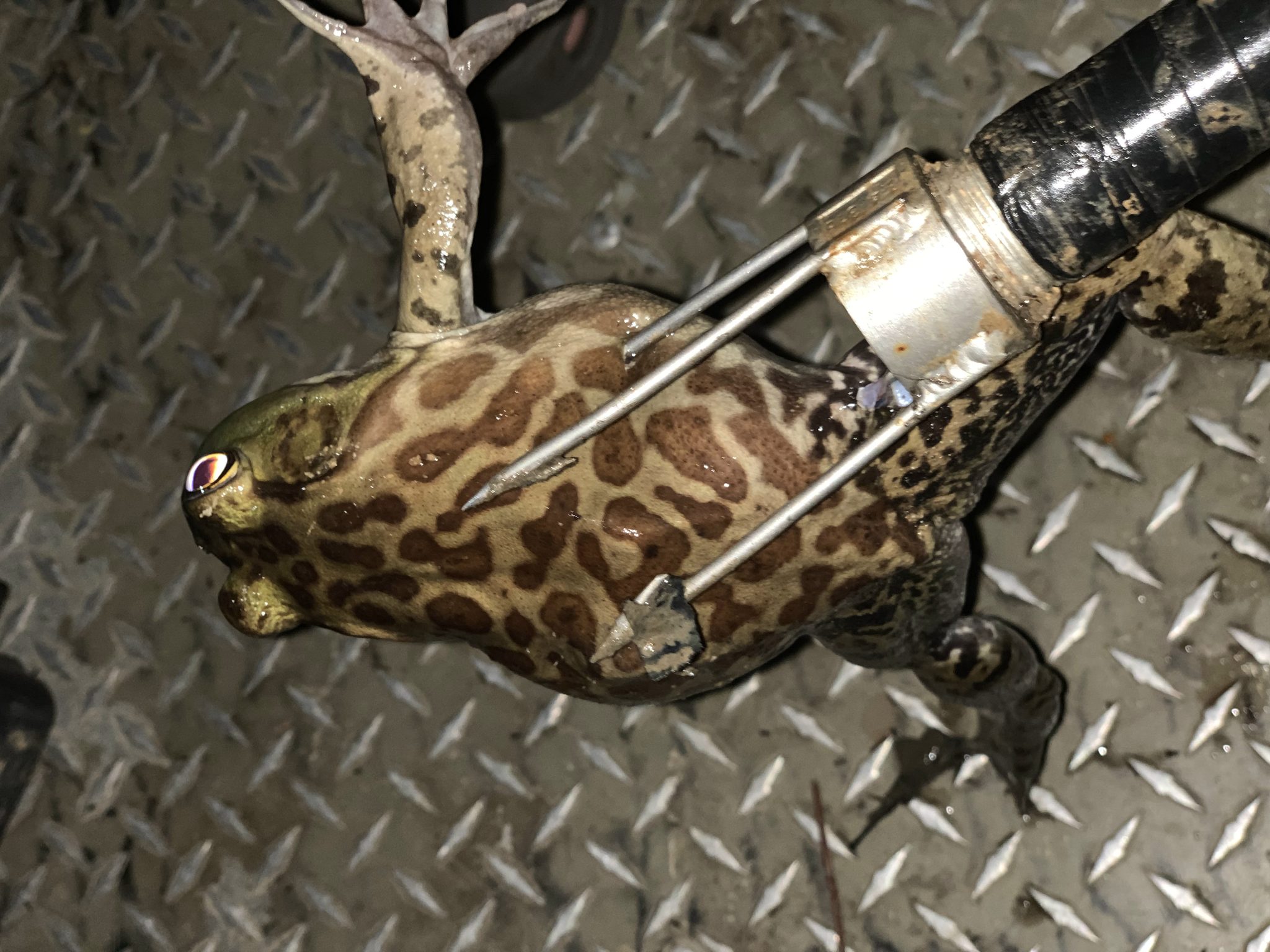 Frog Gigging - The Complete Guide