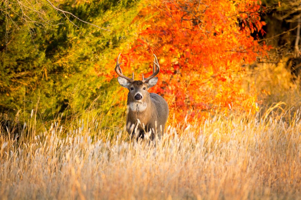 The Best Gifts For Deer Hunters | Great Days Outdoors
