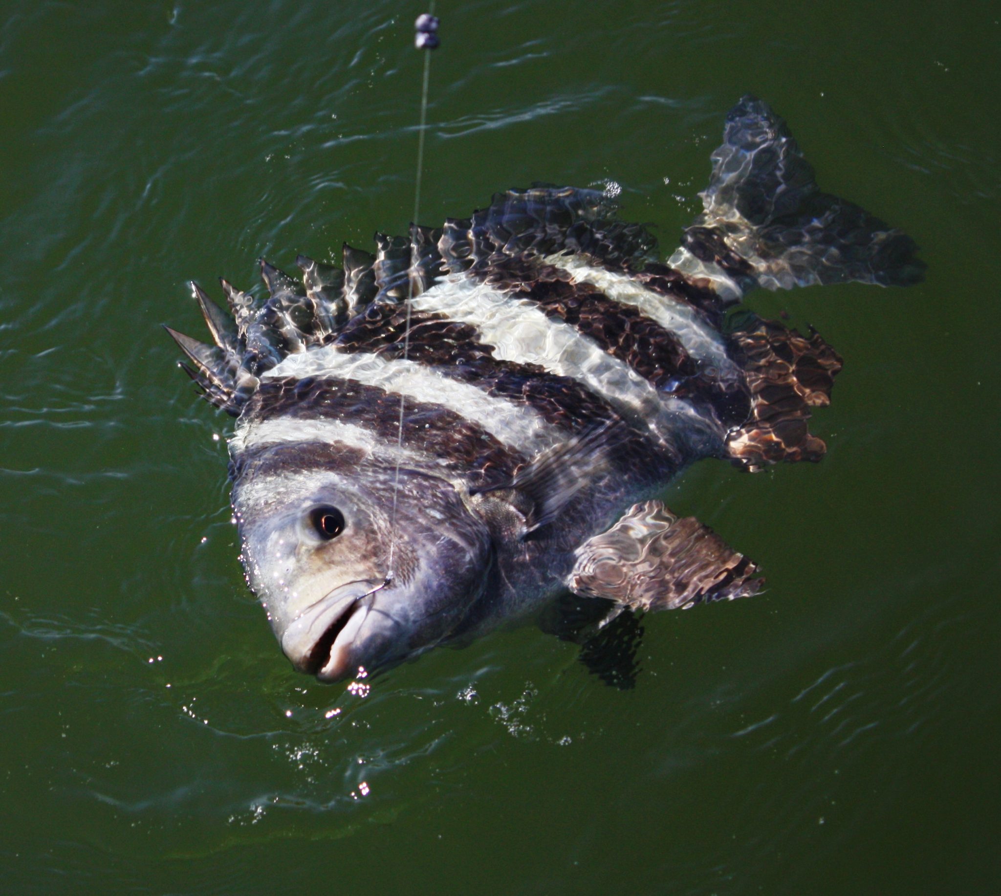 The Best Sheepshead Rigs For Multiple Applications