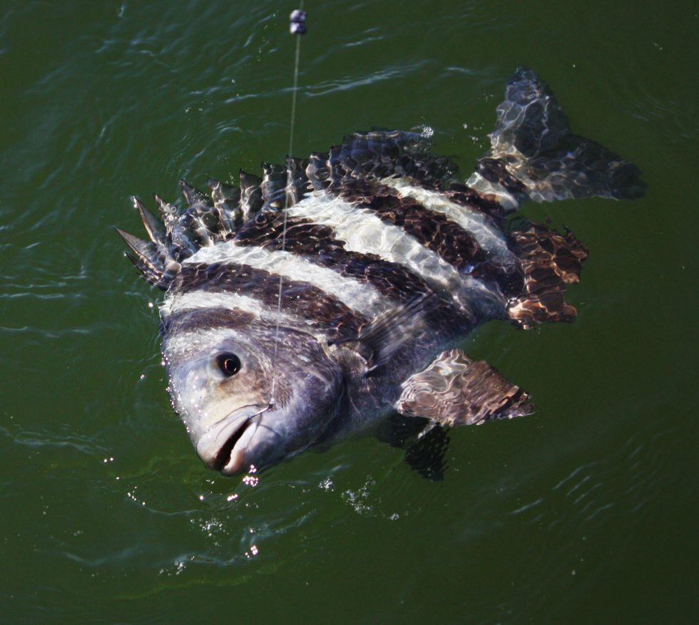 The Best Sheepshead Rigs For Multiple Applications