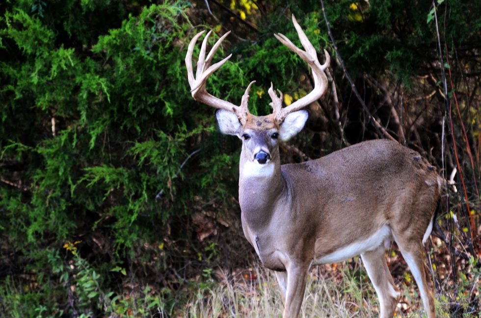 Decoding Deer Movement Throughout The Season | Great Days Outdoors